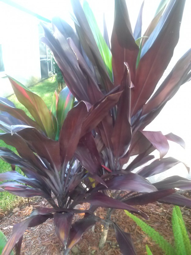 Ti Plant: More than Just Red Sister - Mastering the Art of Landscaping